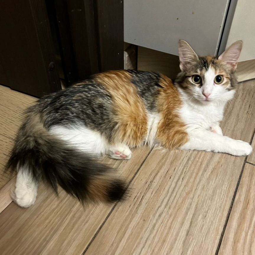 Котёнок в добрые руки