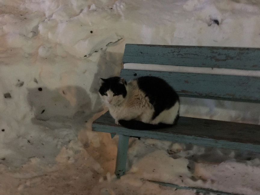 Котика выставили на улицу, завели другого кота