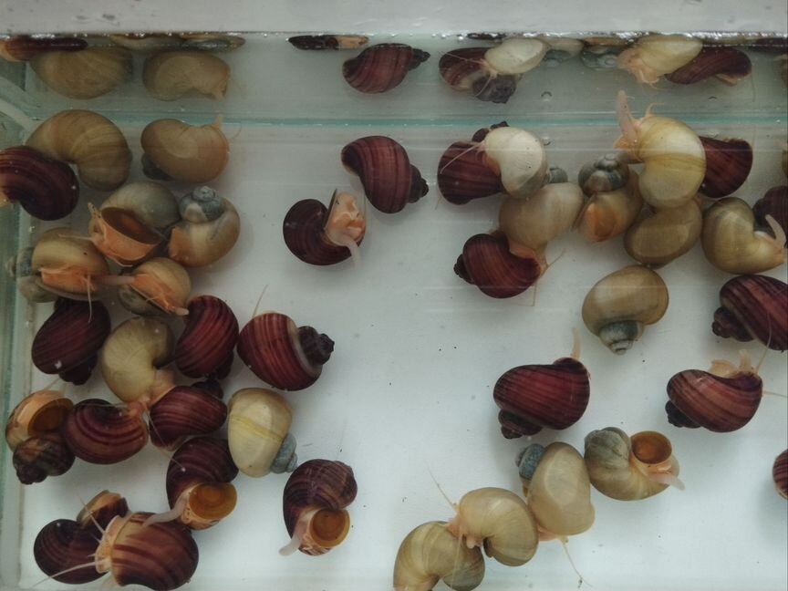 Улитки ампулярии