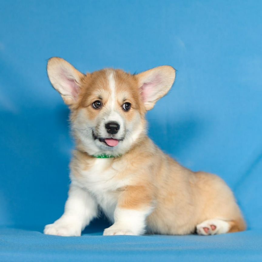 Корги-детки