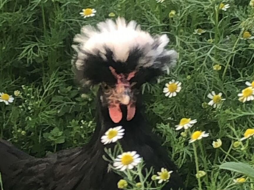 Цыплята голландские хохлатые