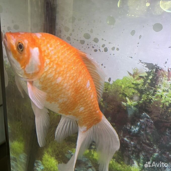 Карп кои, Вуалехвост