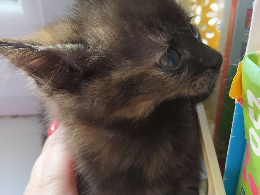 Сибирские котята