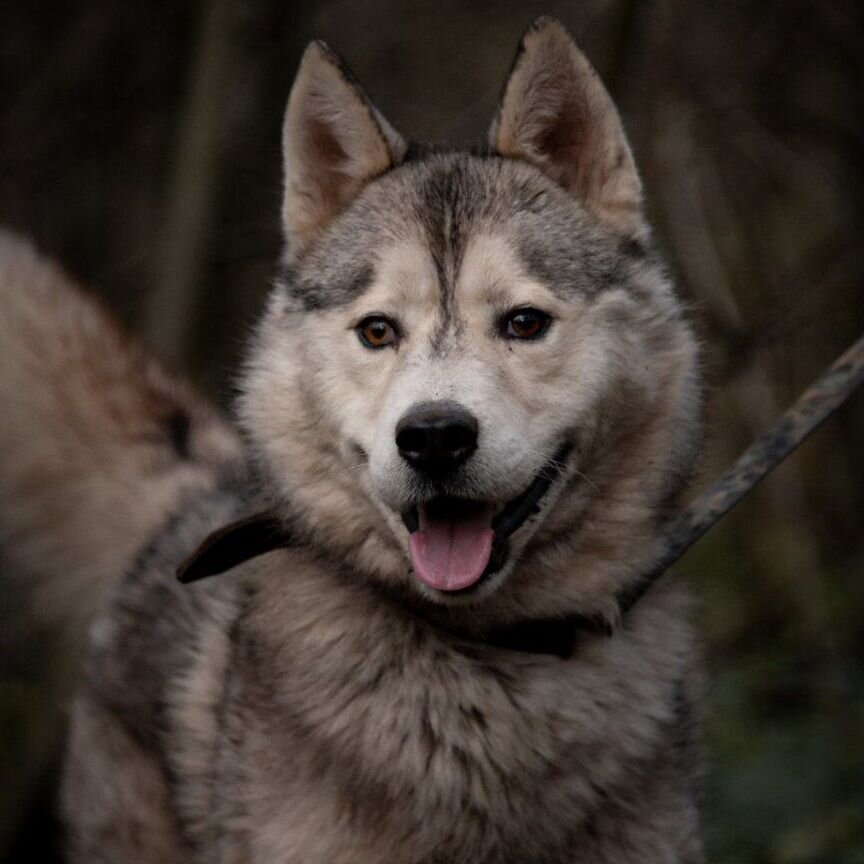 Сибирский хаски