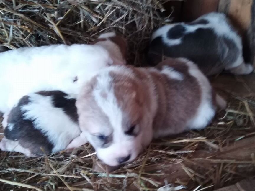 Щенки Сао. Алабай