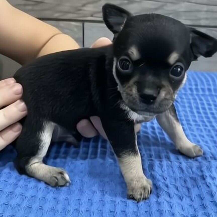 Чихуахуа, щенок