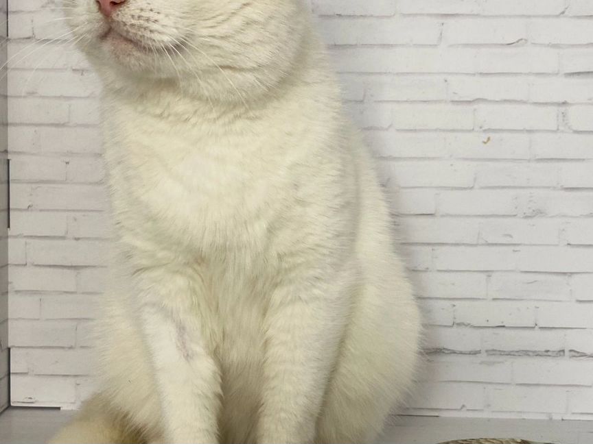 Молодой белый кот