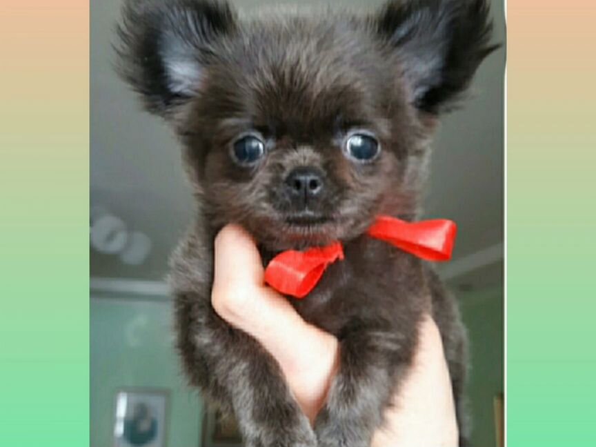 Красивая мини малышка беби фейс голубого окраса