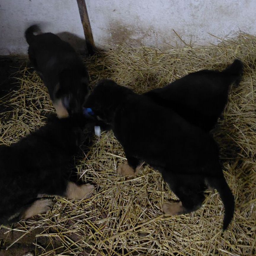 Немецкая овчарка, щенок