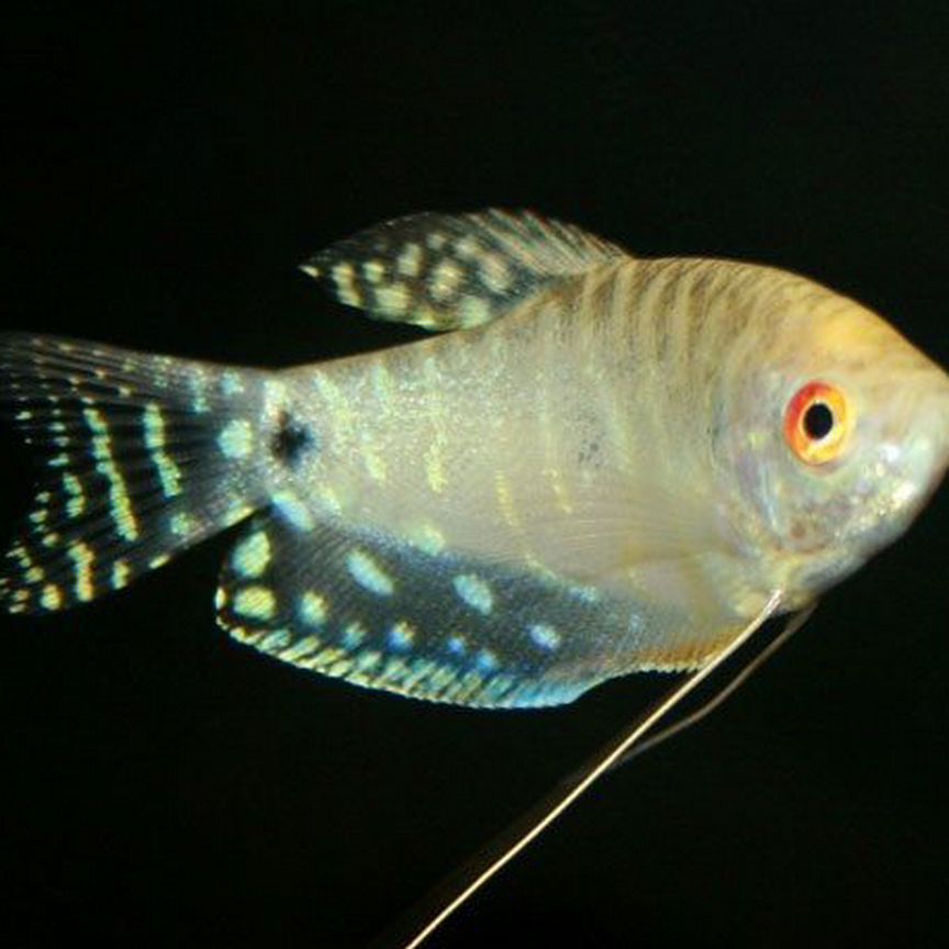 Меняю Рыб Гурами