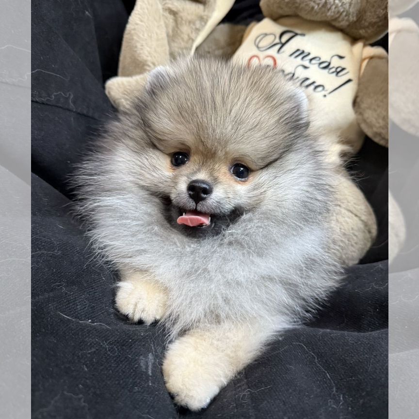 Померанский шпиц, щенок