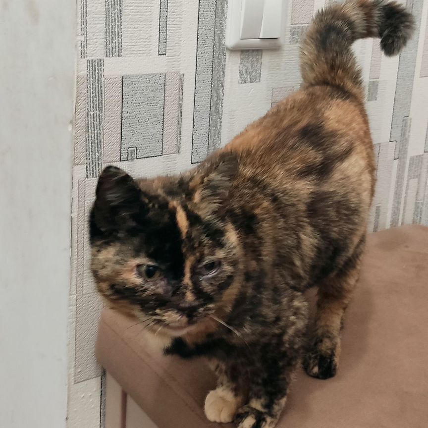 Кошка в красном ошейнике