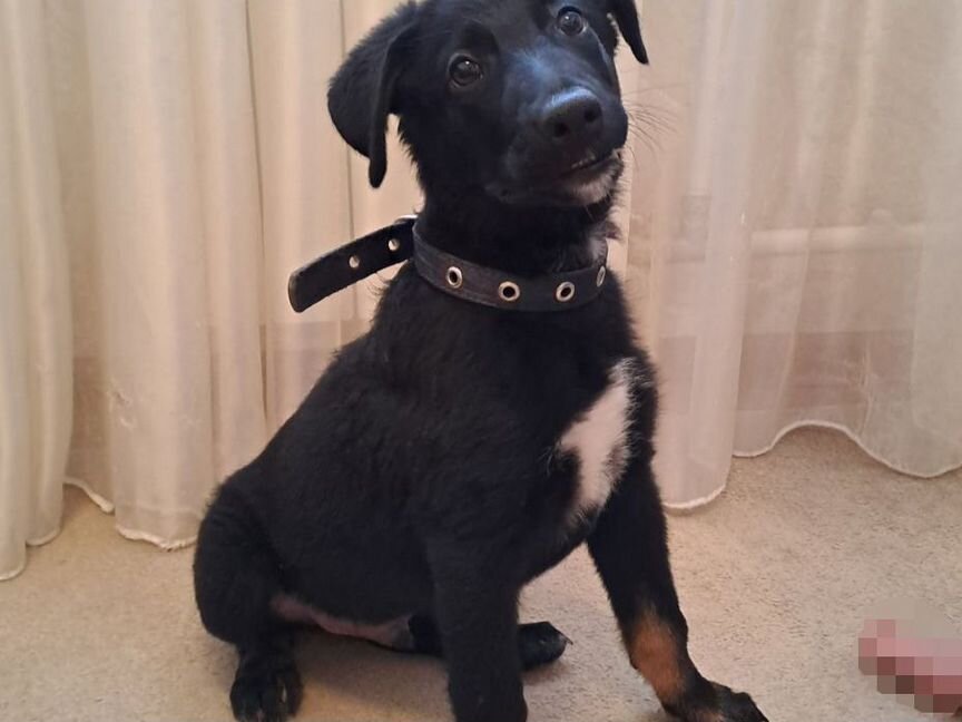 Малыш Арчи, 3,5 мес. В добрые руки