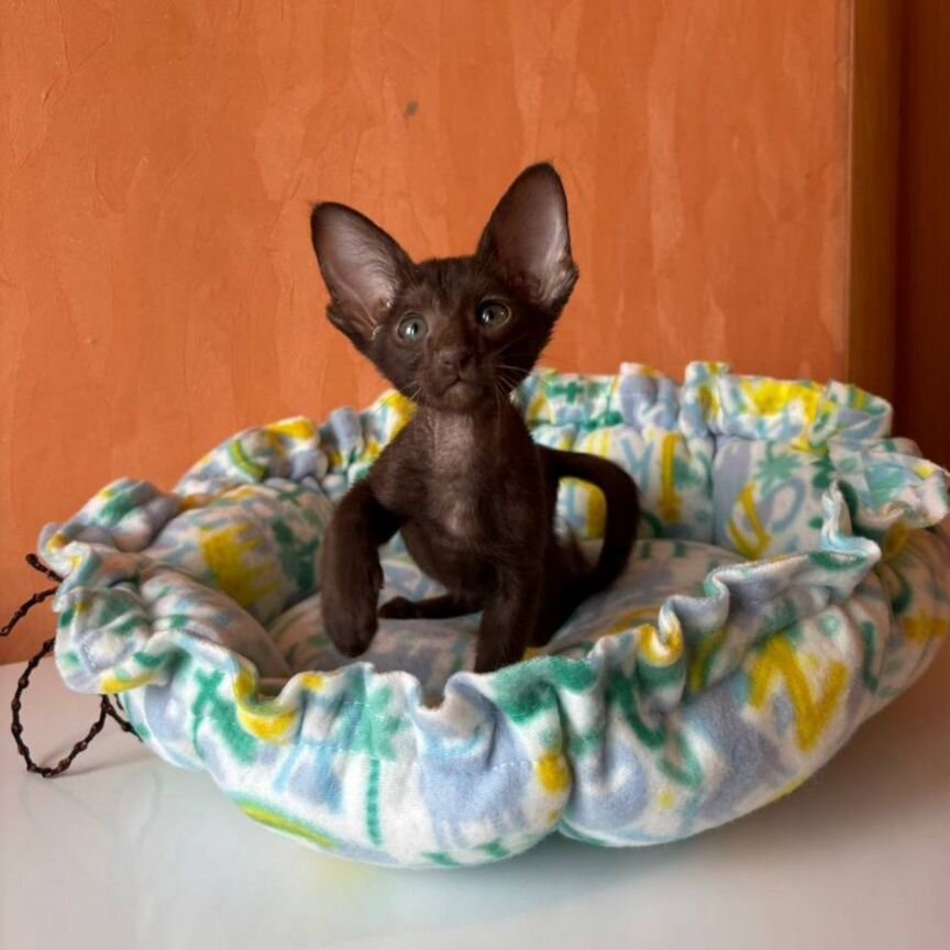 Ориентальные котята