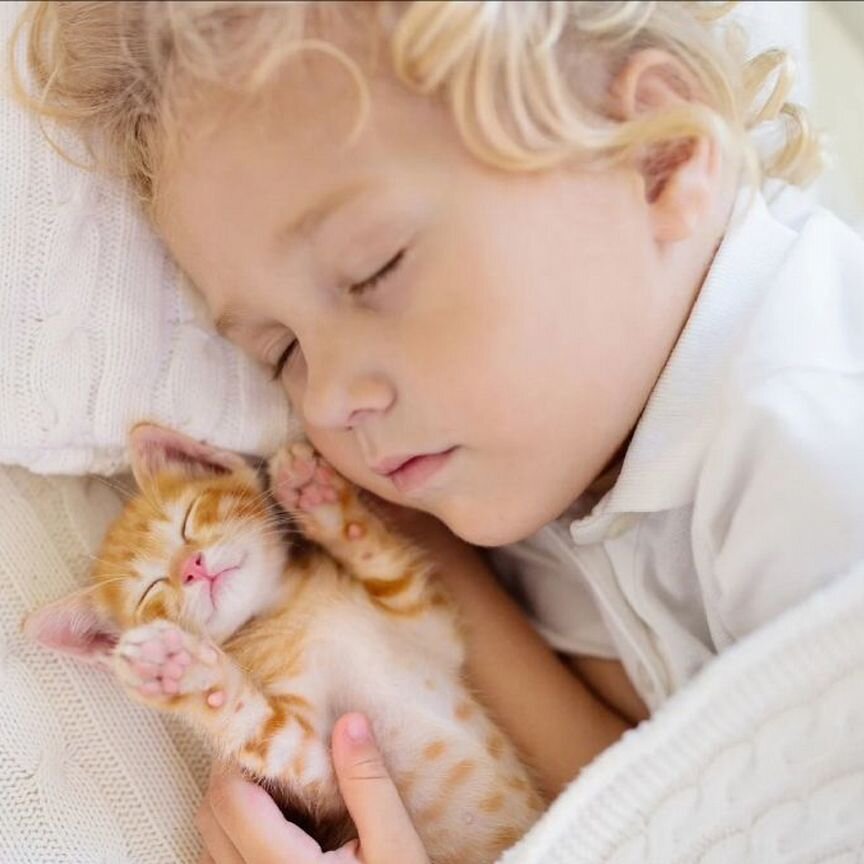 Рыжий котенок мальчик добрым людям