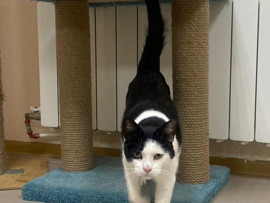 Котопес в добрые руки