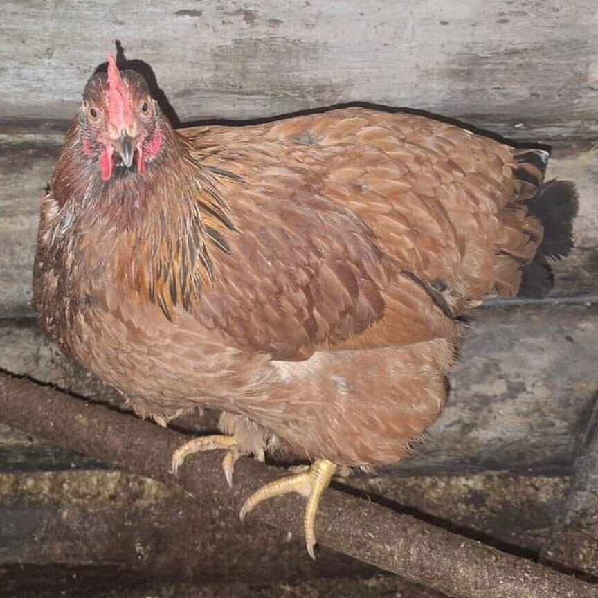 Куры молодки несушки