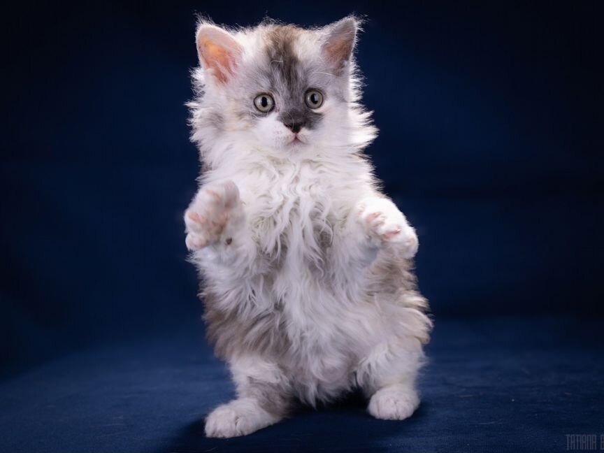 Селкирк-рекс