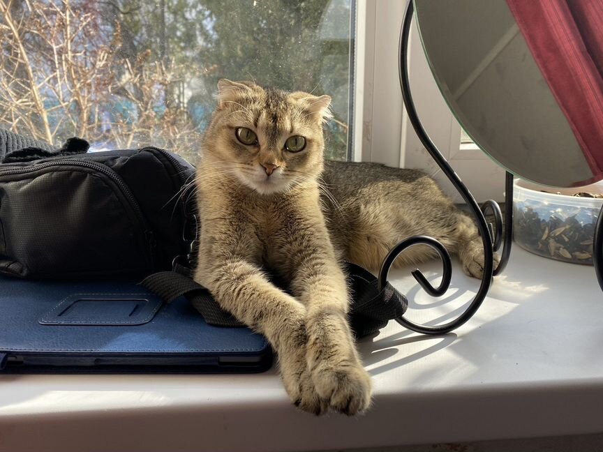 Шотландская вислоухая кошка вязка