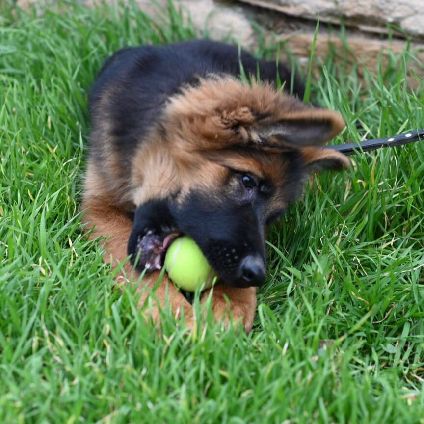 Немецкая овчарка