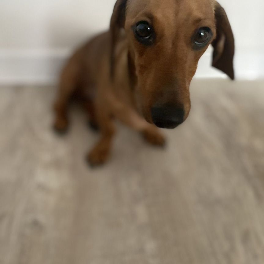 Собака такса