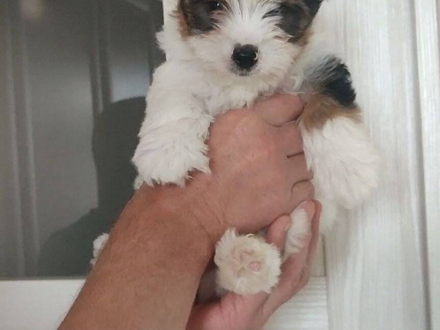 Бивер йорк Пончик