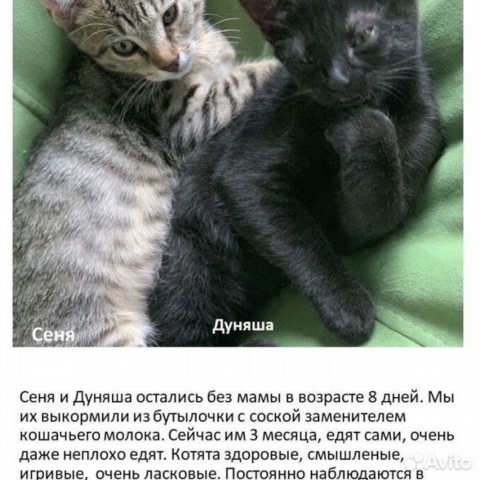 Котятам нужна семья