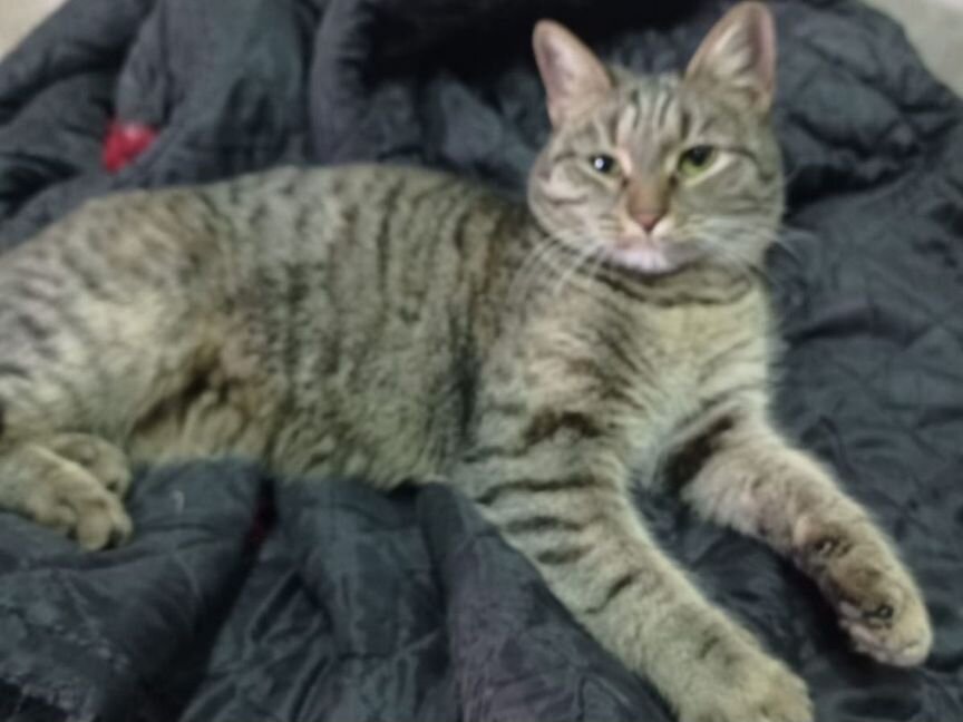 Ищем дом и любящих хозяев для Хлои