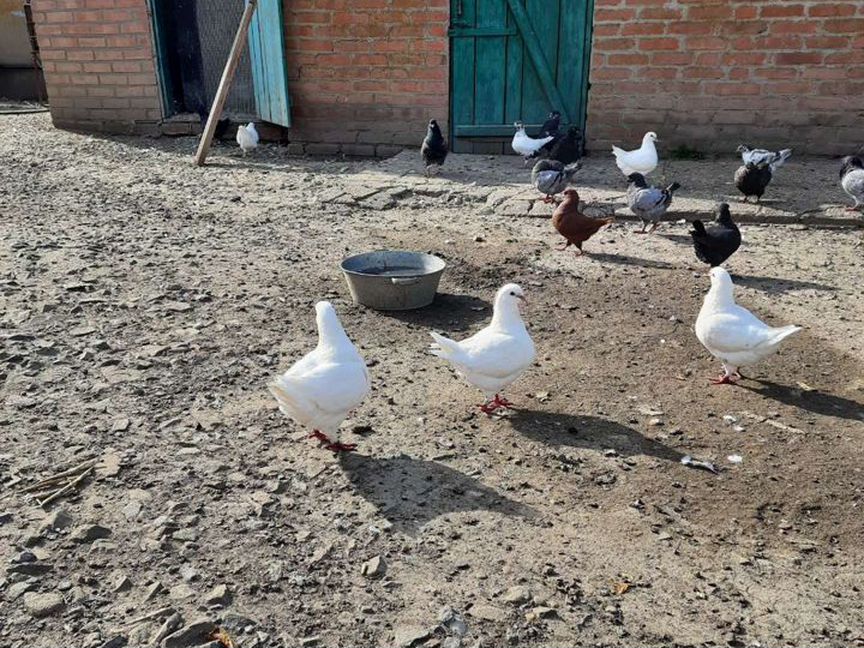 Голуби Кинги