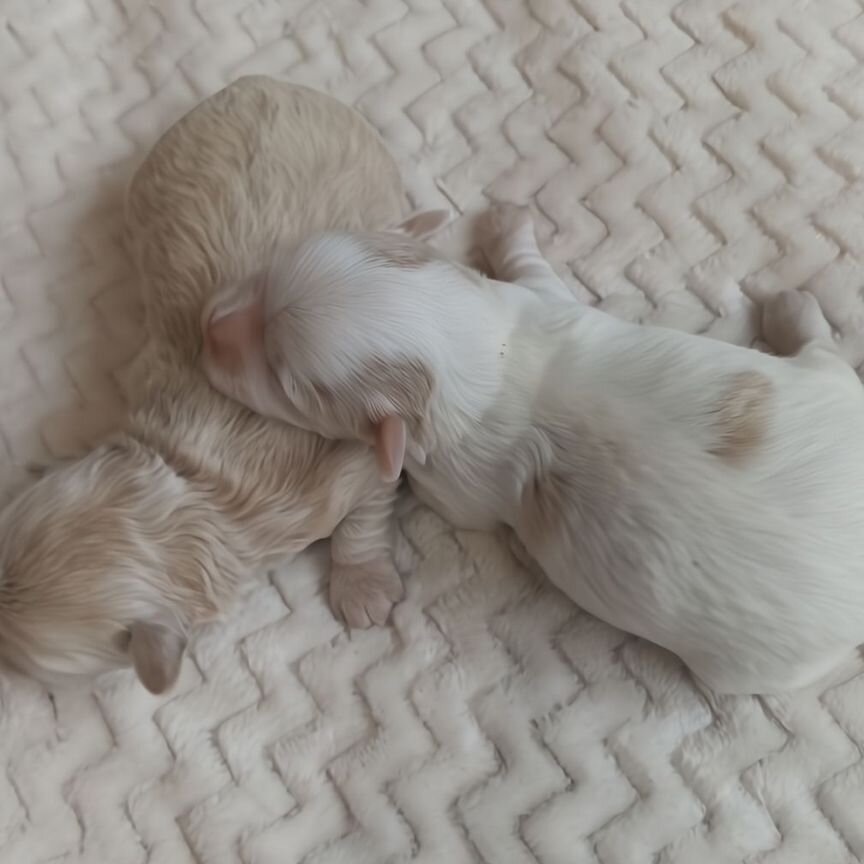 Мальтипу, щенок