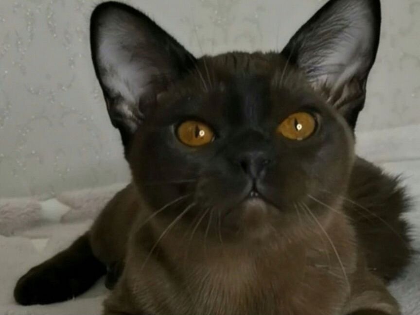 Европейская бурма