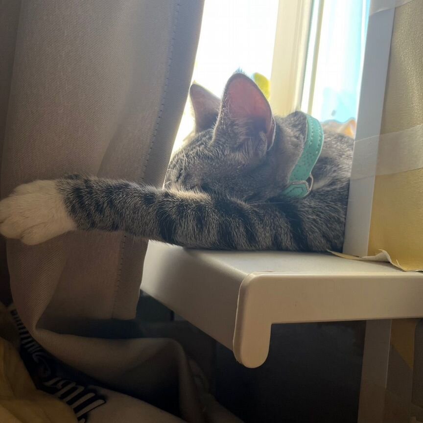 Взрослая, кошка в добрые руки