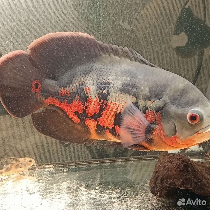 Астронотус тигровый