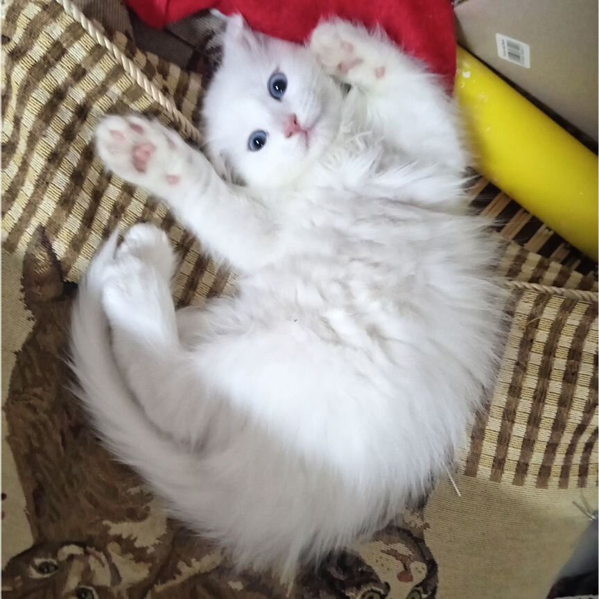 Котёнок от частного владельца