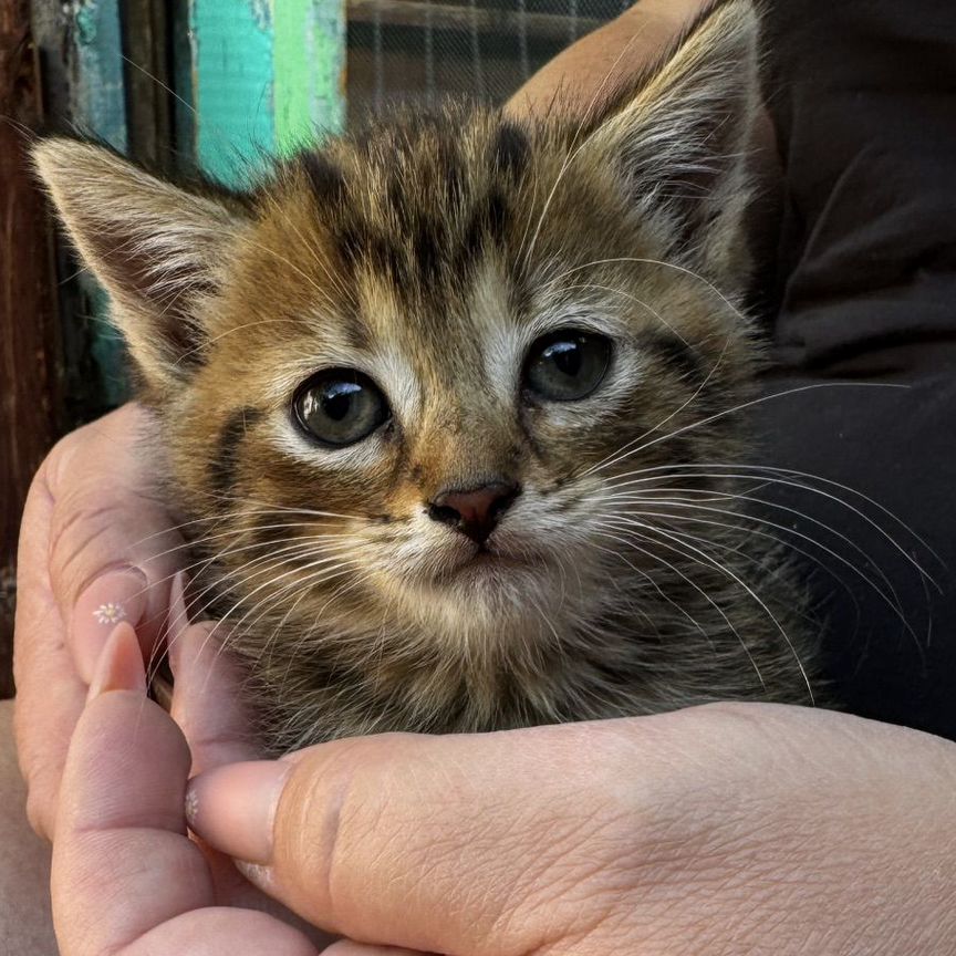 Котята