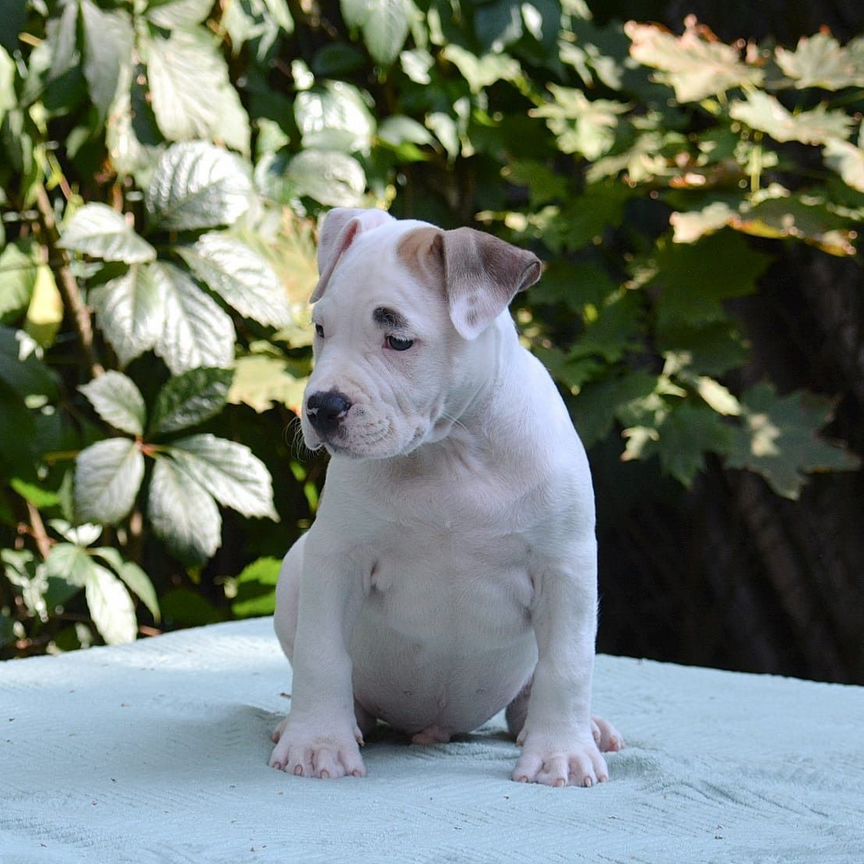 Мальчик Стаффордширский терьер