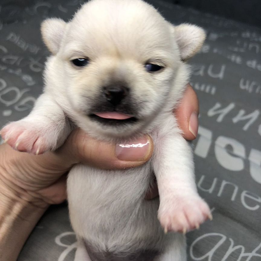 Щенки чихуахуа