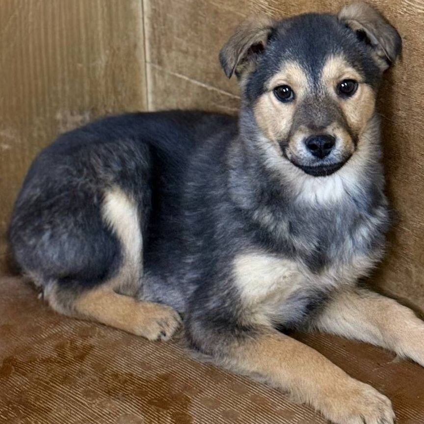 Щенок в добрые руки