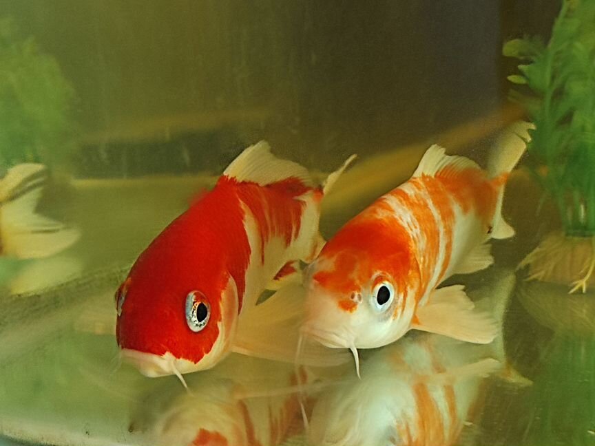 Аквариумные рыбки