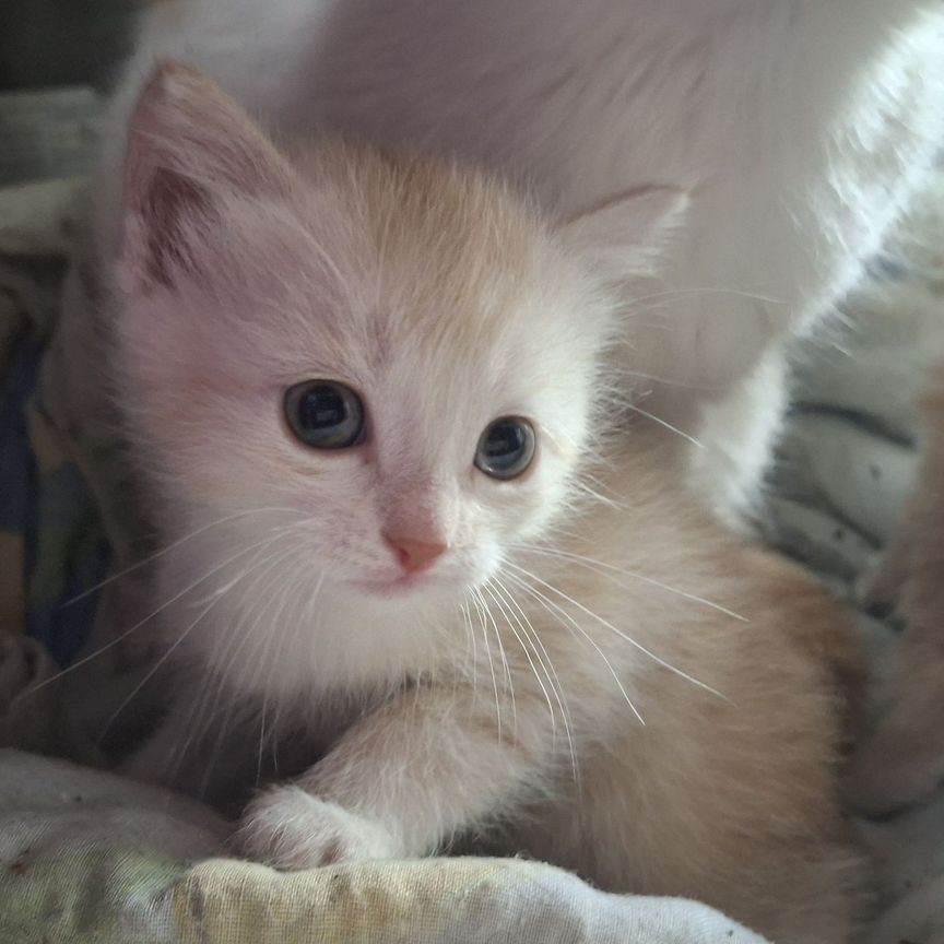 Котёнок в добрые руки