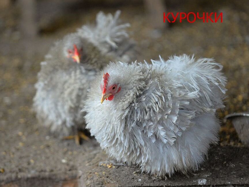 Петушки и курочки карликовый кохинхин лаванда