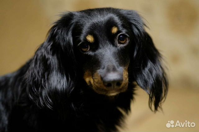 Появились Щенки помесь Мистик Пелегрино и Папийона