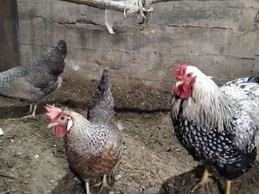 Куры легбар