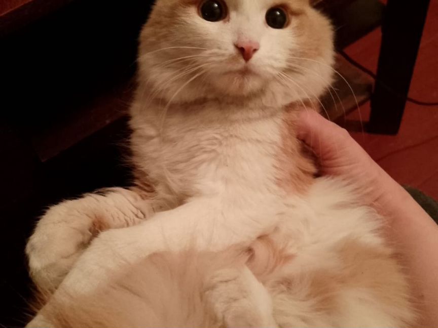 Найден красивейший котик