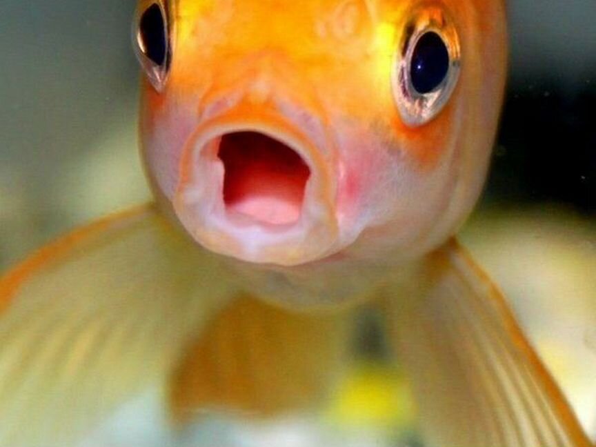 Рыба Комета