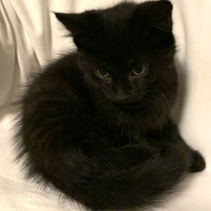 Котята дворянской породы