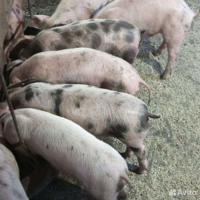 Поросята