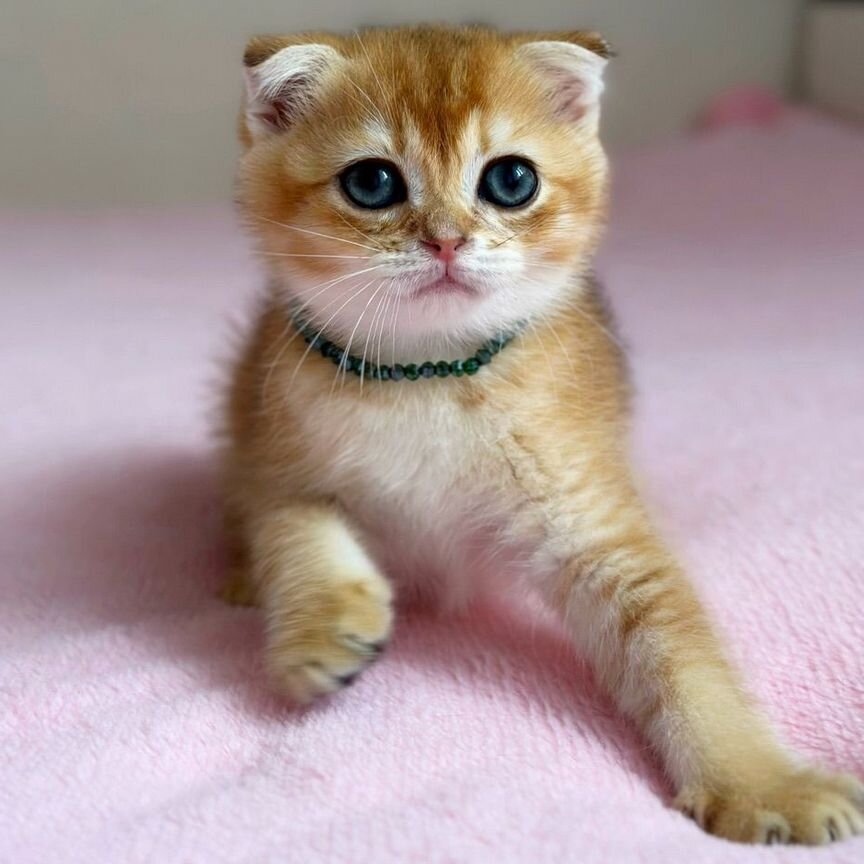 Шотландский котёнок Золотая шиншилла