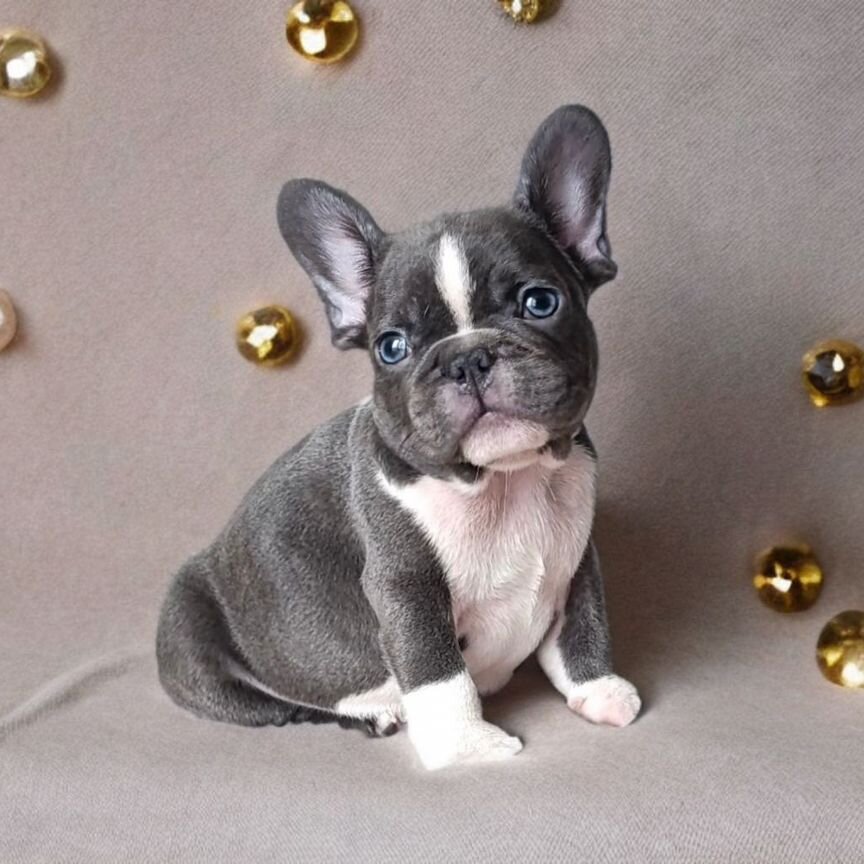 Французский бульдог щенки мини