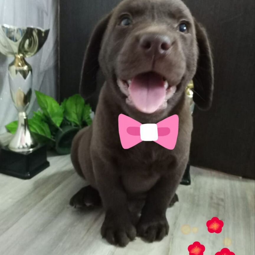 Щенки шоколадного Лабрадора с документами, клеймо